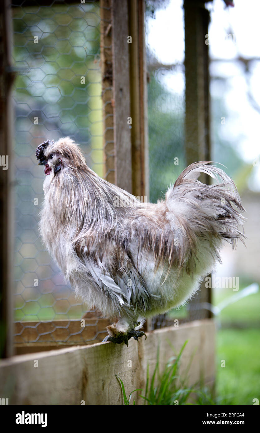 Silkie chickens hi-res stock photography and images - Alamy