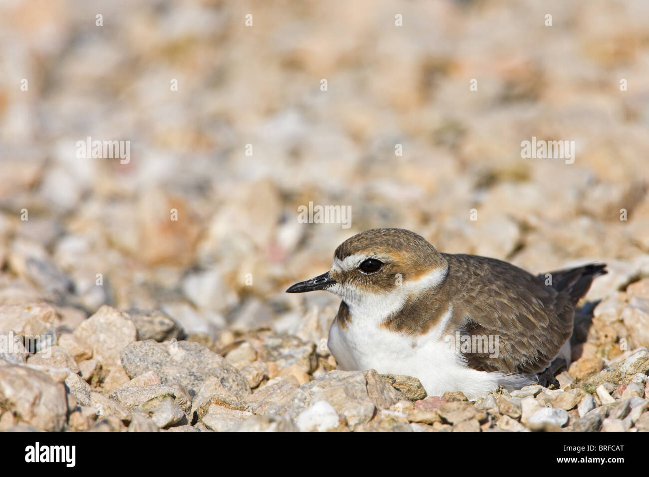 Kentish Plover Charadrius alexandrinus Stock Photo - Alamy