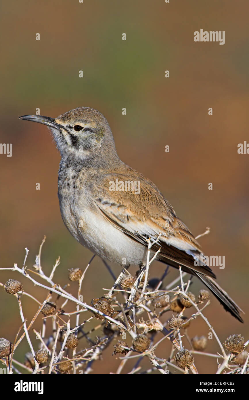 Hoopoe Lark, Greater Hoopoe-Lark Alaemon alaudipes Stock Photo - Alamy
