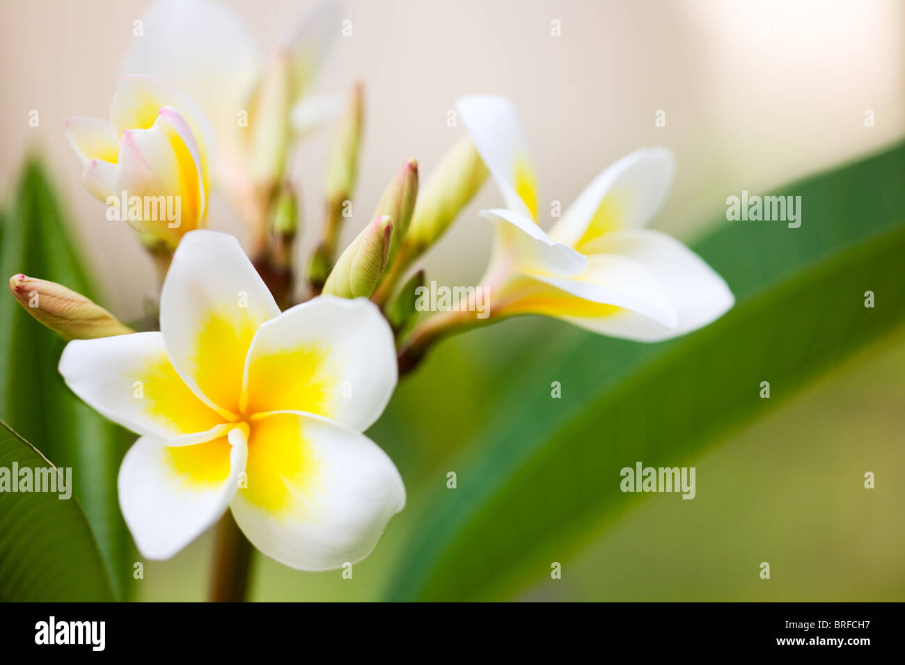 Exotic odour hi-res stock photography and images - Alamy