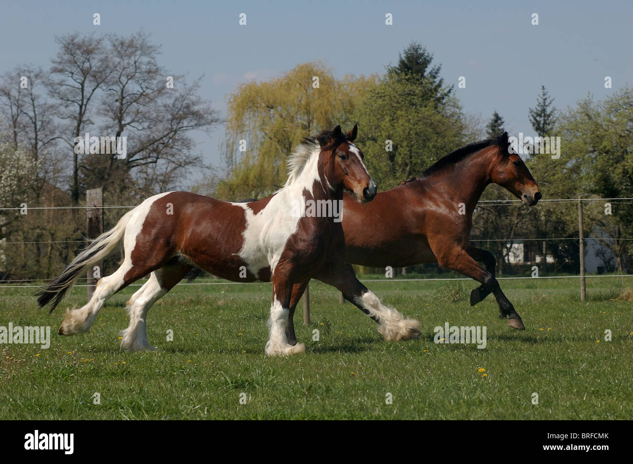galloping Irish Tinker and pony Stock Photo - Alamy