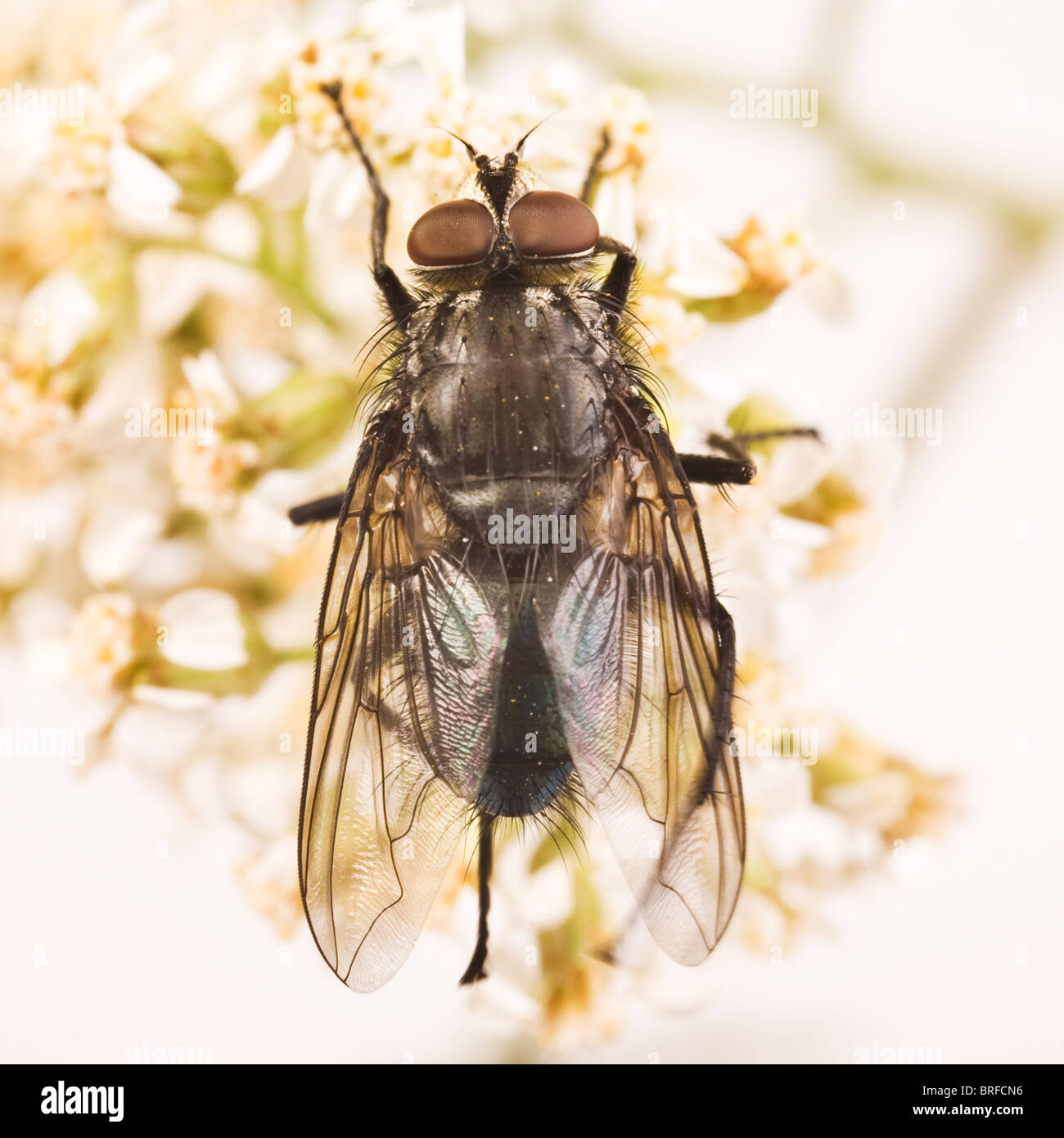 Fly of the dead hi-res stock photography and images - Alamy