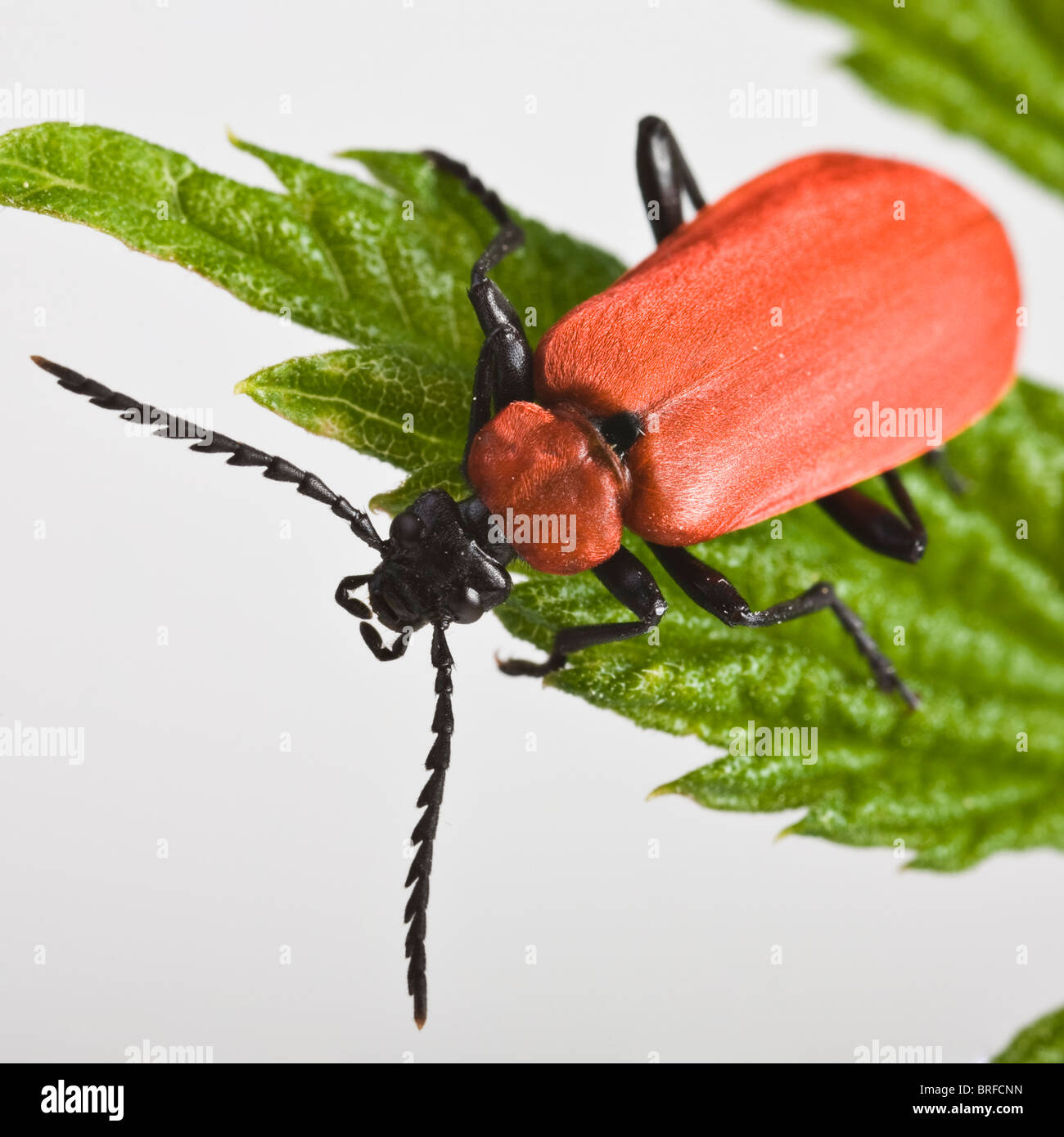 Cardinal beetle (Pyrochroa coccinena Stock Photo - Alamy
