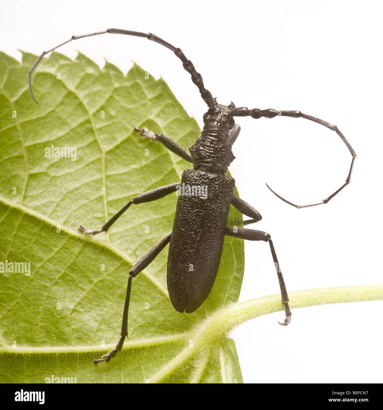 Capricorne Insecte Premium Photo | Capricorn Long Horn Beetle Bug