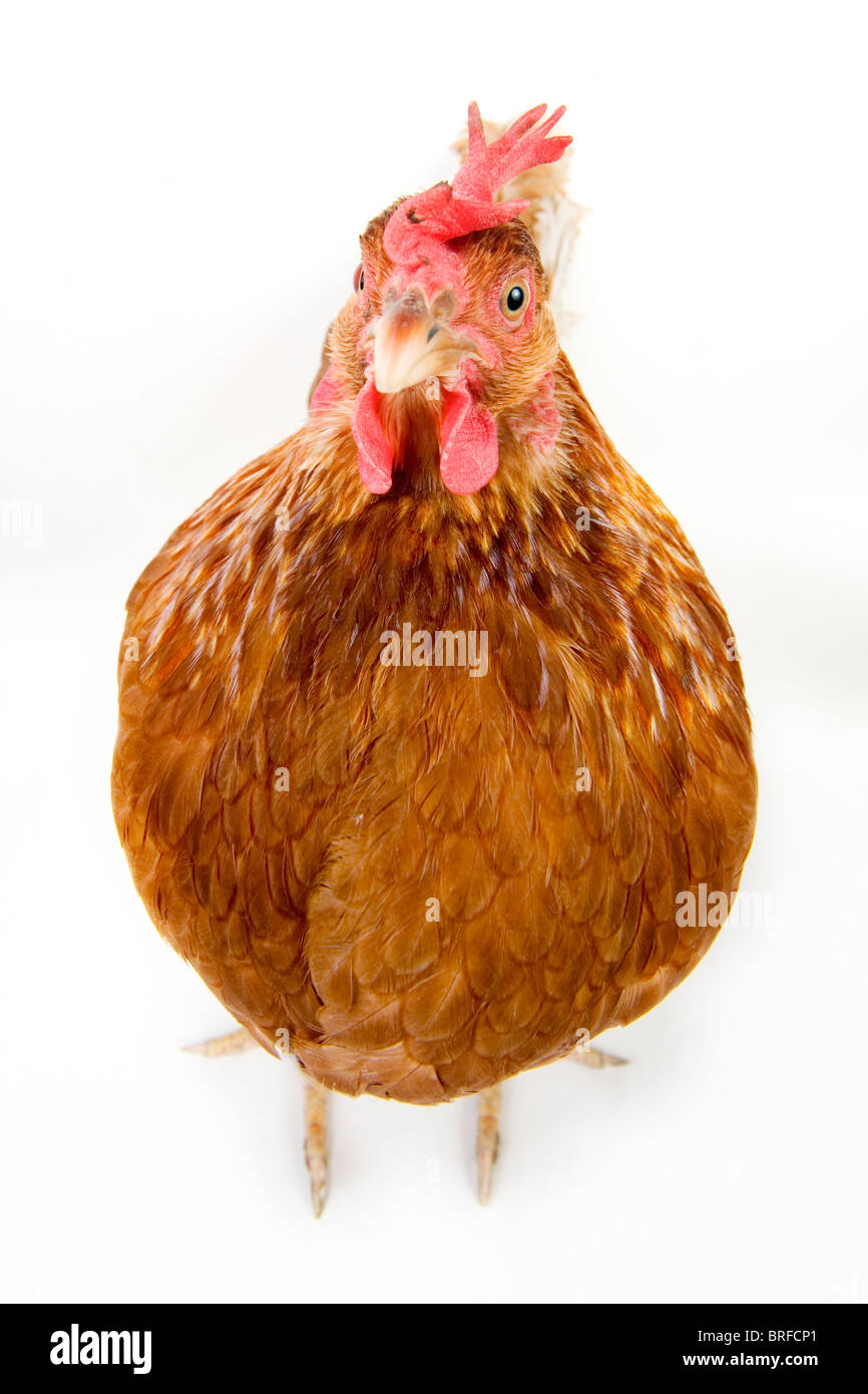Chicken portraits hi-res stock photography and images - Alamy