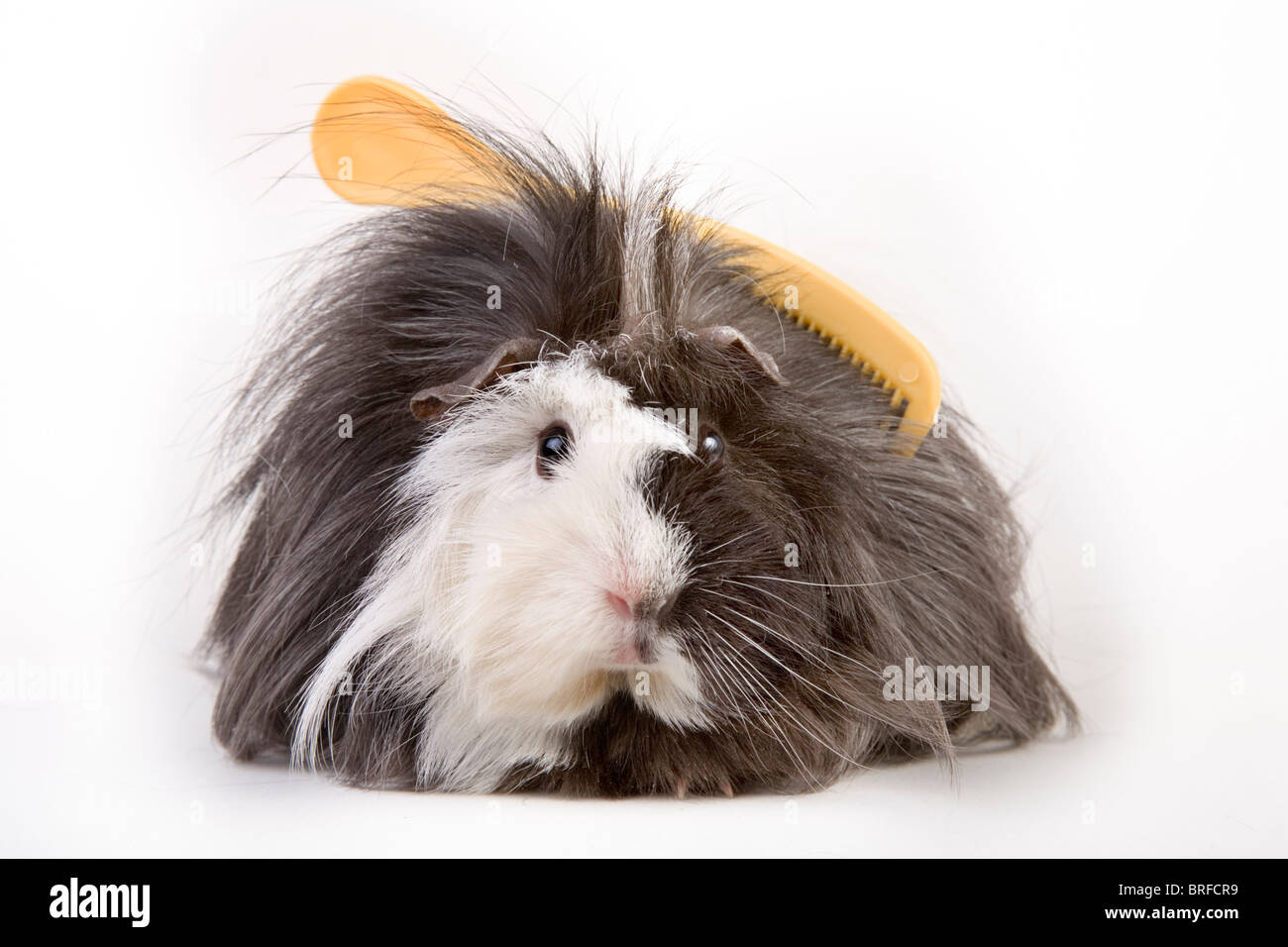 guinea pig with combs Stock Photo - Alamy