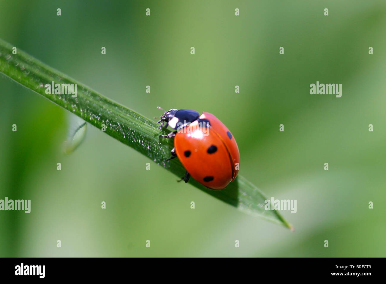 Lady bird luck hi-res stock photography and images - Alamy