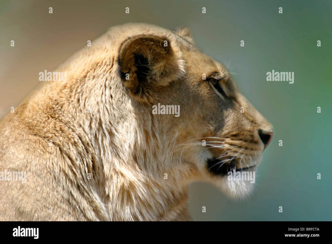 Lion portraits hi-res stock photography and images - Alamy