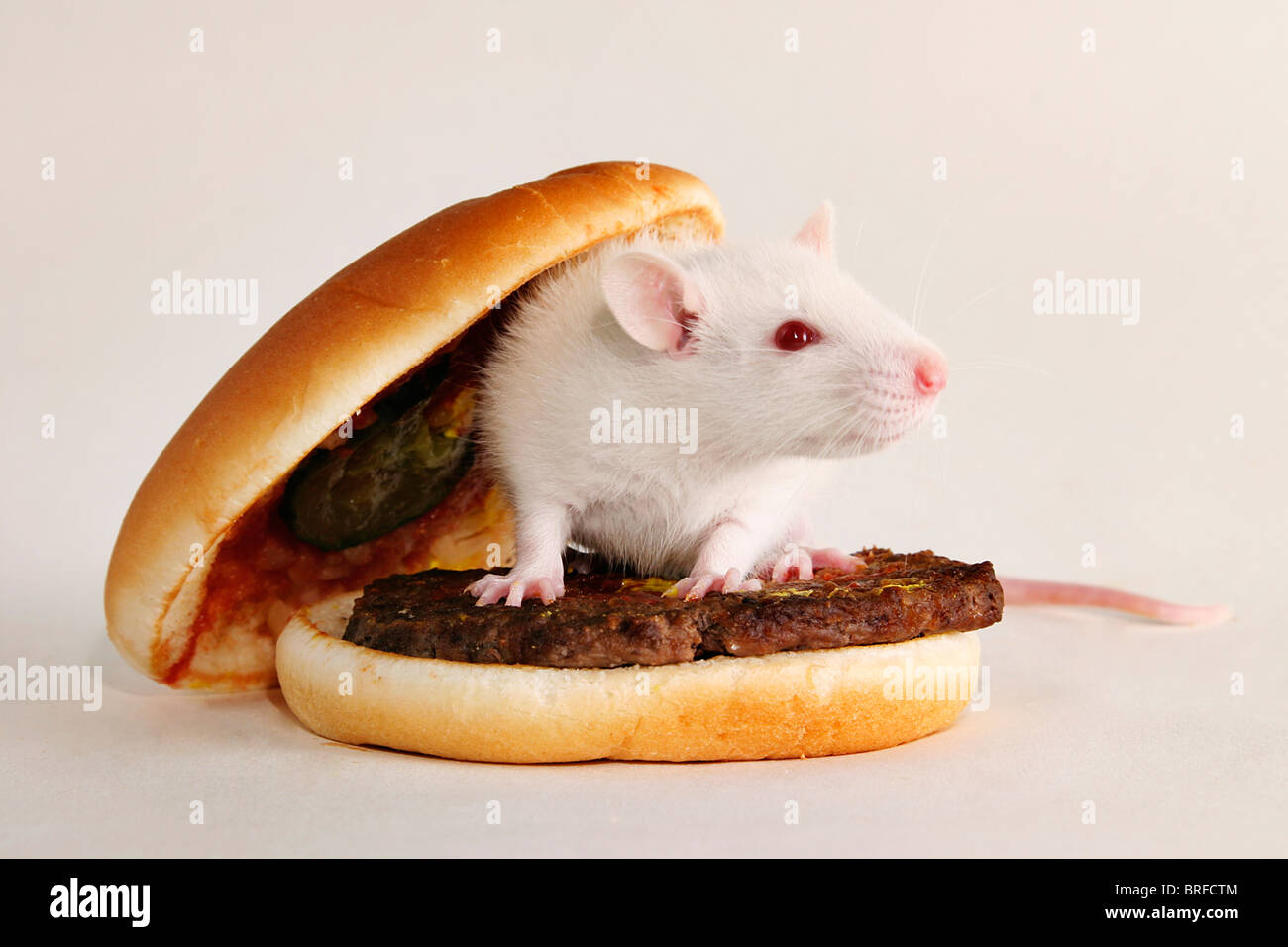 Rats on a hamburger Stock Photo - Alamy