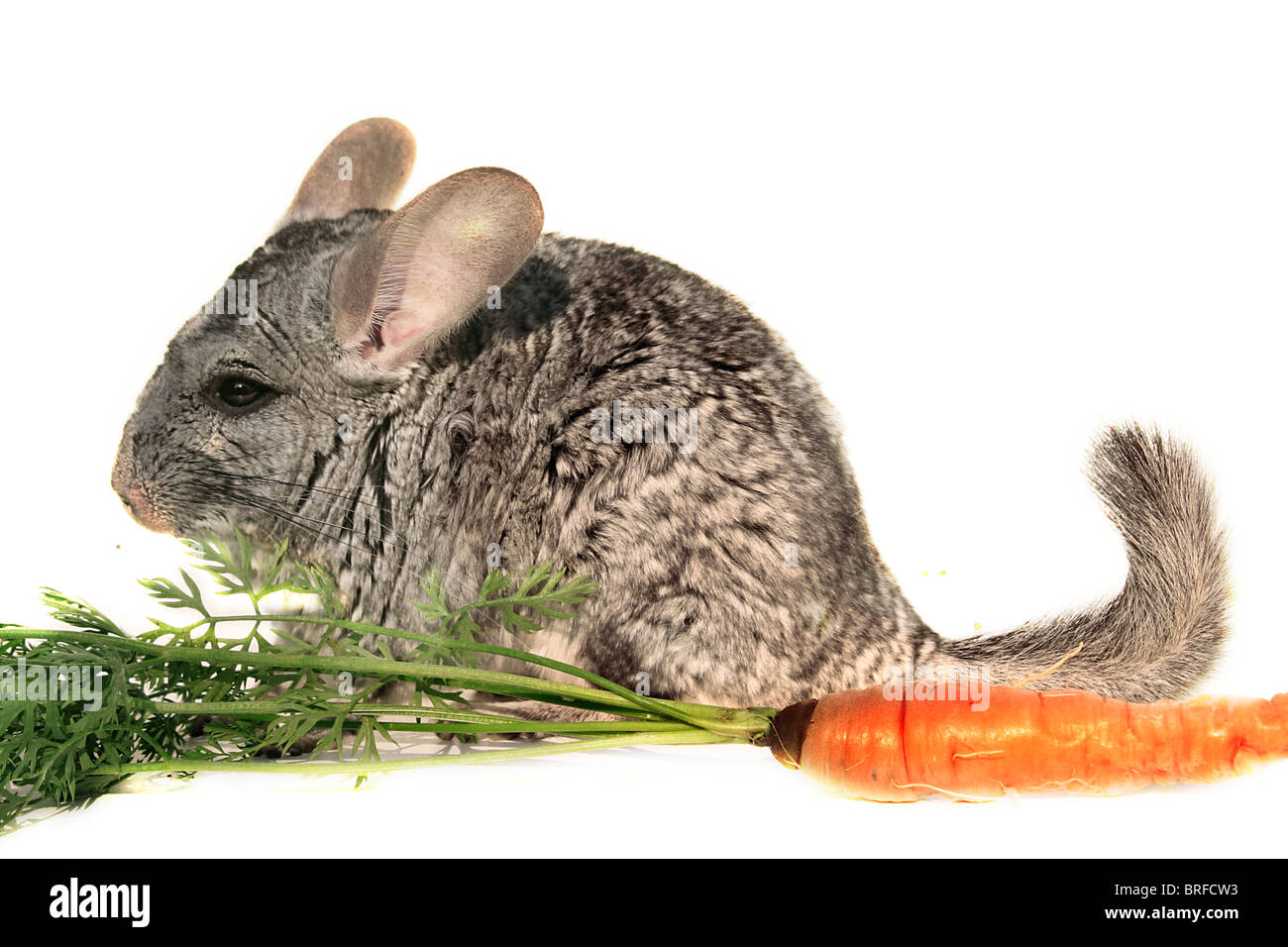 Chinchilla farm hi-res stock photography and images - Alamy