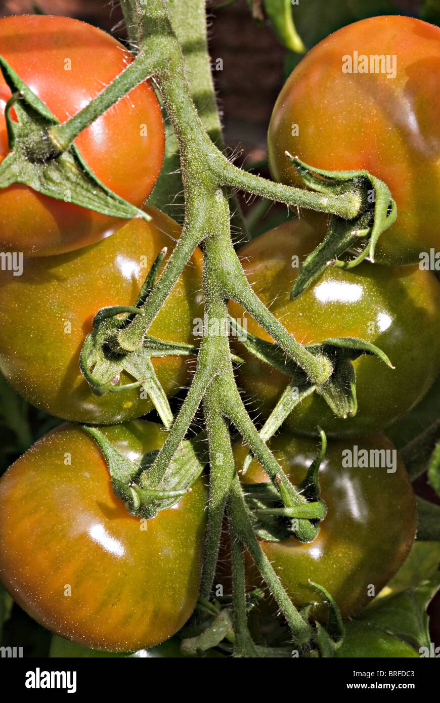 Tomato garden sunshine uk hi-res stock photography and images - Alamy