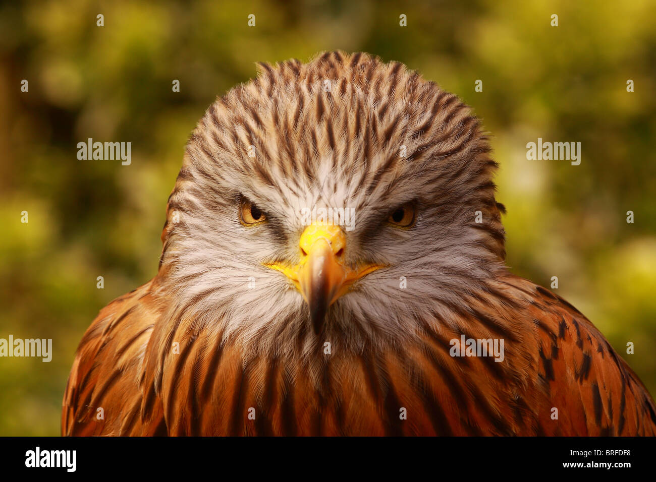 Red kite face hi-res stock photography and images - Alamy