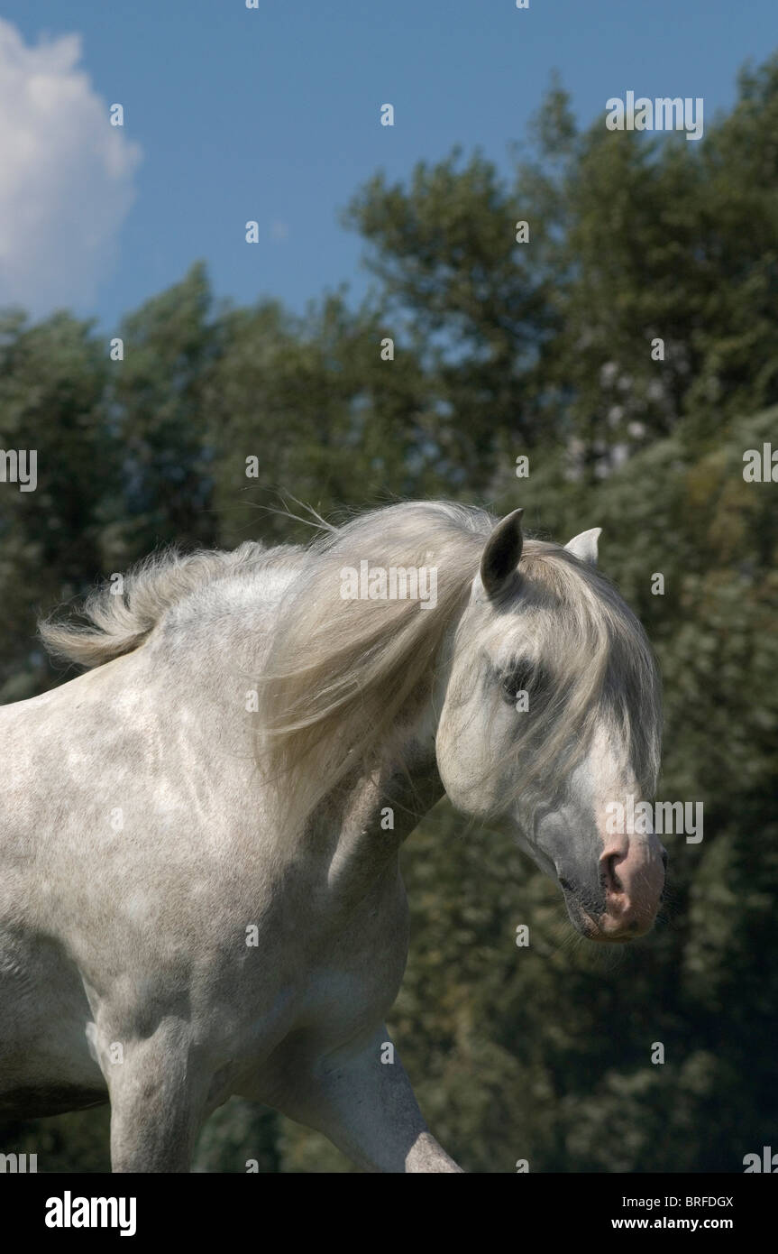 Lusitano hi-res stock photography and images - Alamy