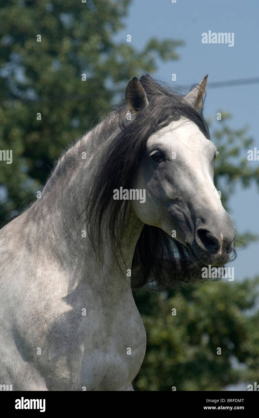 Lusitanos hi-res stock photography and images - Alamy