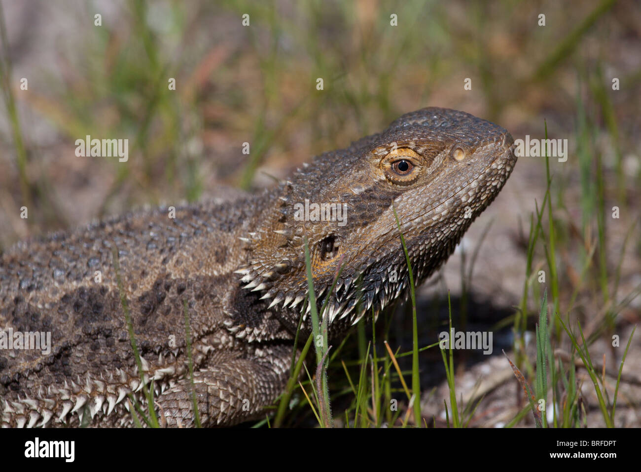 A pogona, bearded dragon waiting Stock Photo - Alamy