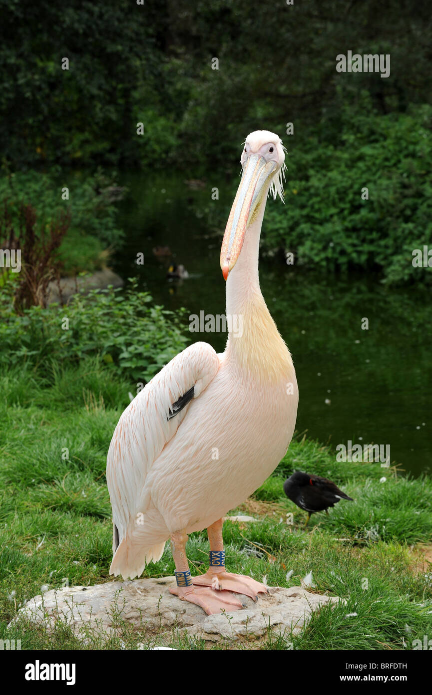 Pelican standing hi-res stock photography and images - Alamy