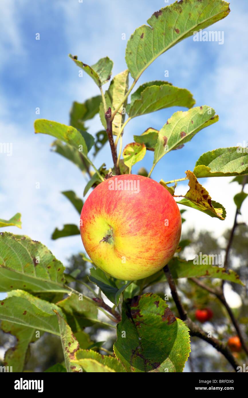 one red apple on tree Stock Photo - Alamy