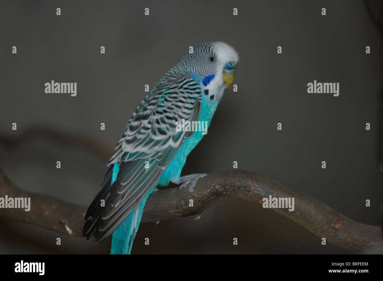 Grass parakeet hi-res stock photography and images - Alamy