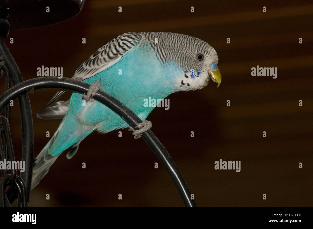 Parakeet budgies hi-res stock photography and images - Alamy