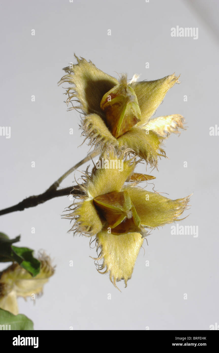 Beechnuts hi-res stock photography and images - Alamy