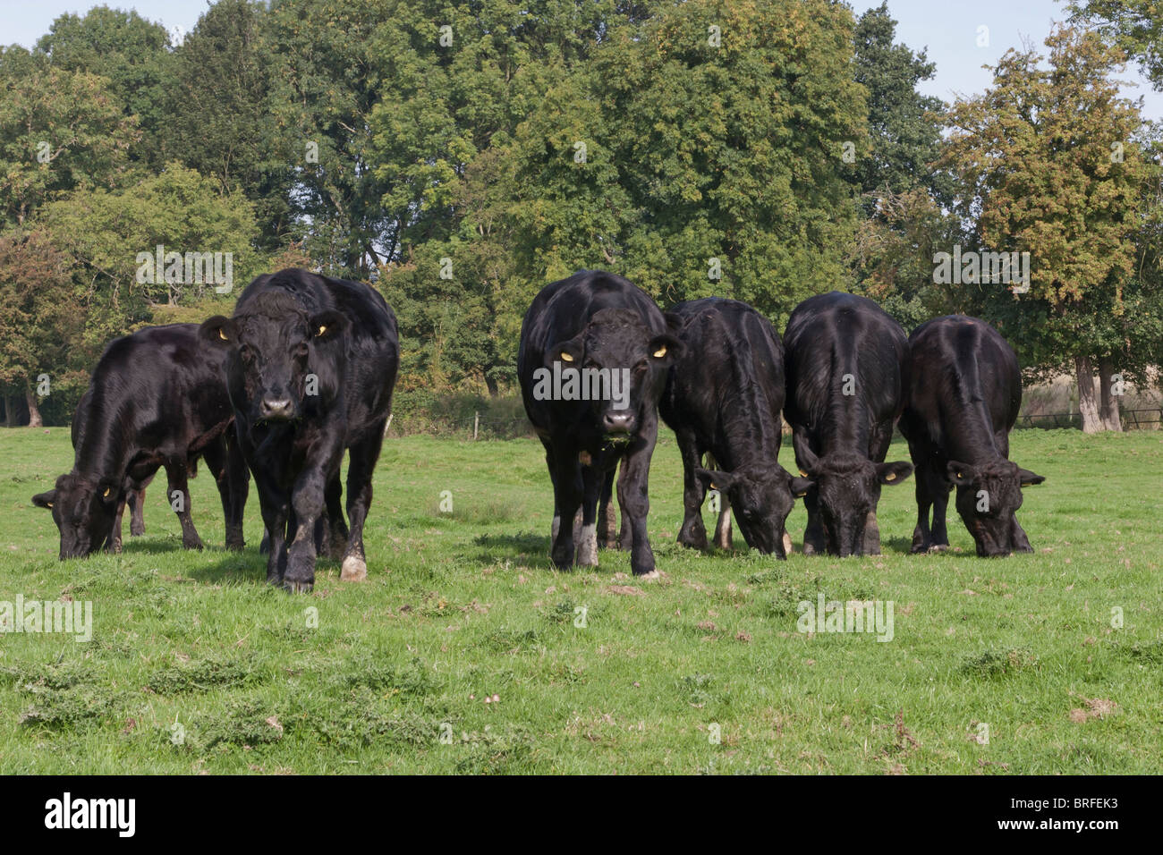 Animals in field hi-res stock photography and images - Alamy