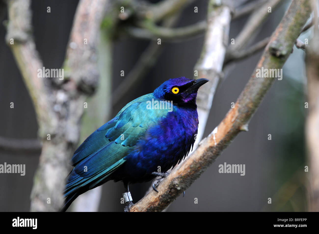 Purple Glossy Starling bird on branch of tree in London Zoo Stock Photo ...