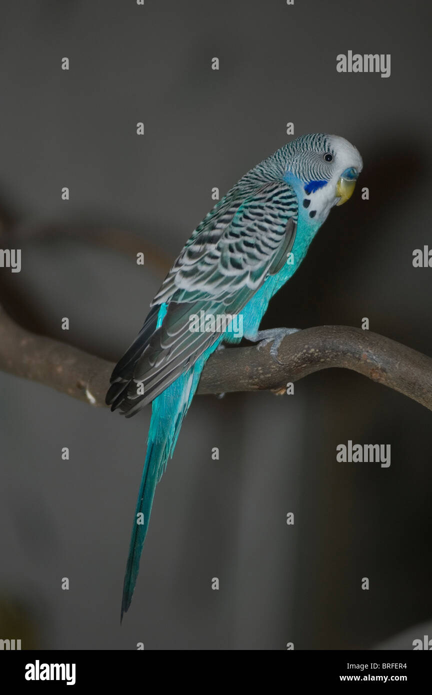 Blue budgies hi-res stock photography and images - Alamy