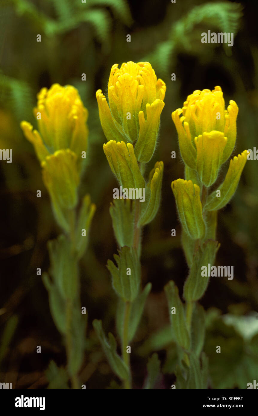 Golden Paintbrush (Castilleja levisecta) in bloom - Wild Flowers ...