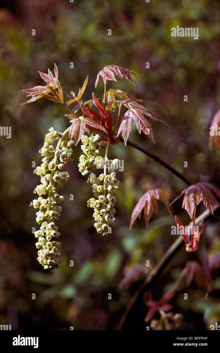 Bigleaf Maple Tree (Acer macrophyllum) Flowers and Foliage, BC, British ...
