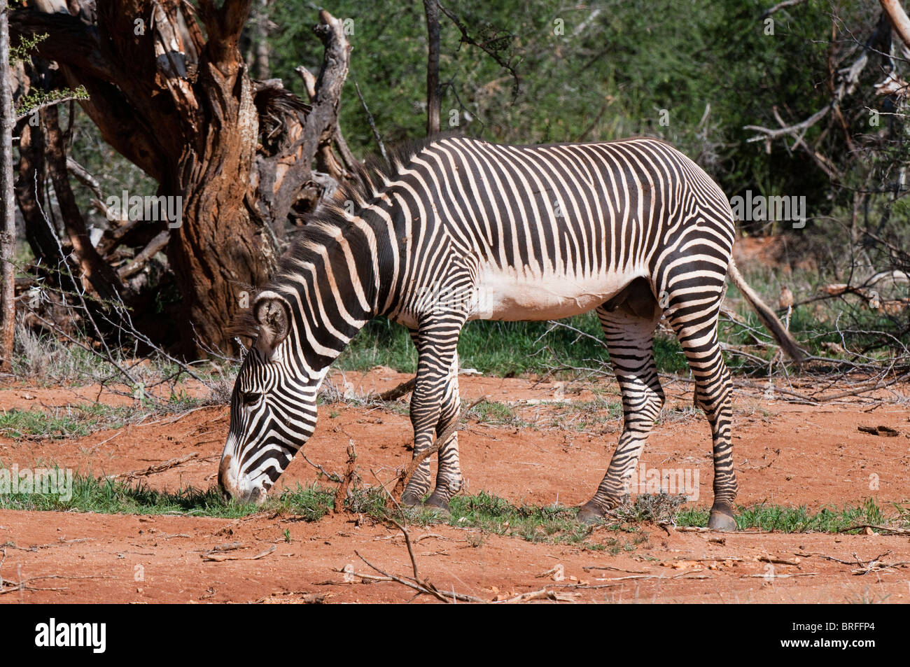 Loisaba Wilderness Conservancy, Laikipia, Kenya Stock Photo - Alamy