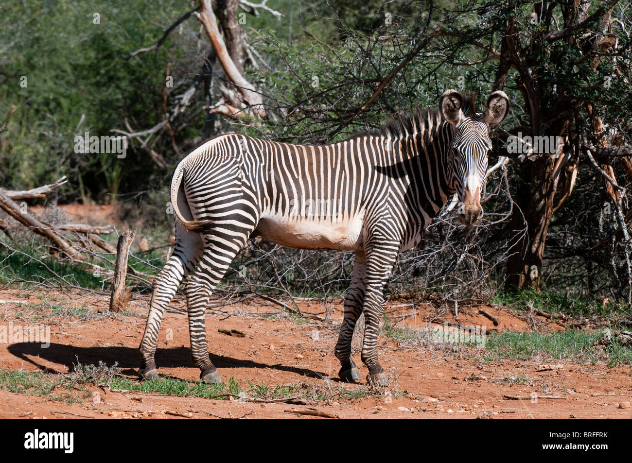 Grevy's Zebra (Equus grevyi), Loisaba Wilderness Conservancy, Laikipia ...