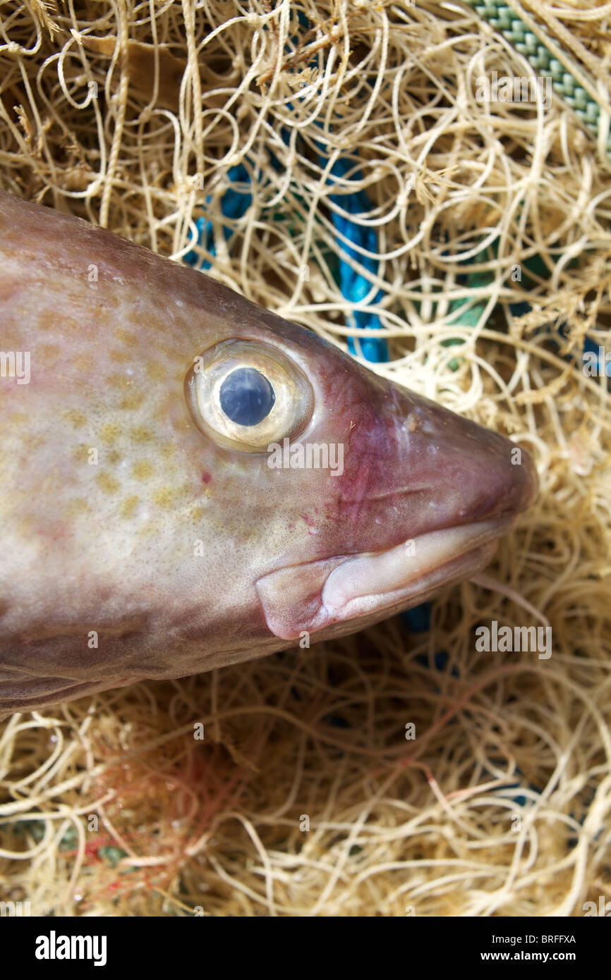 Cod fish head hi-res stock photography and images - Alamy