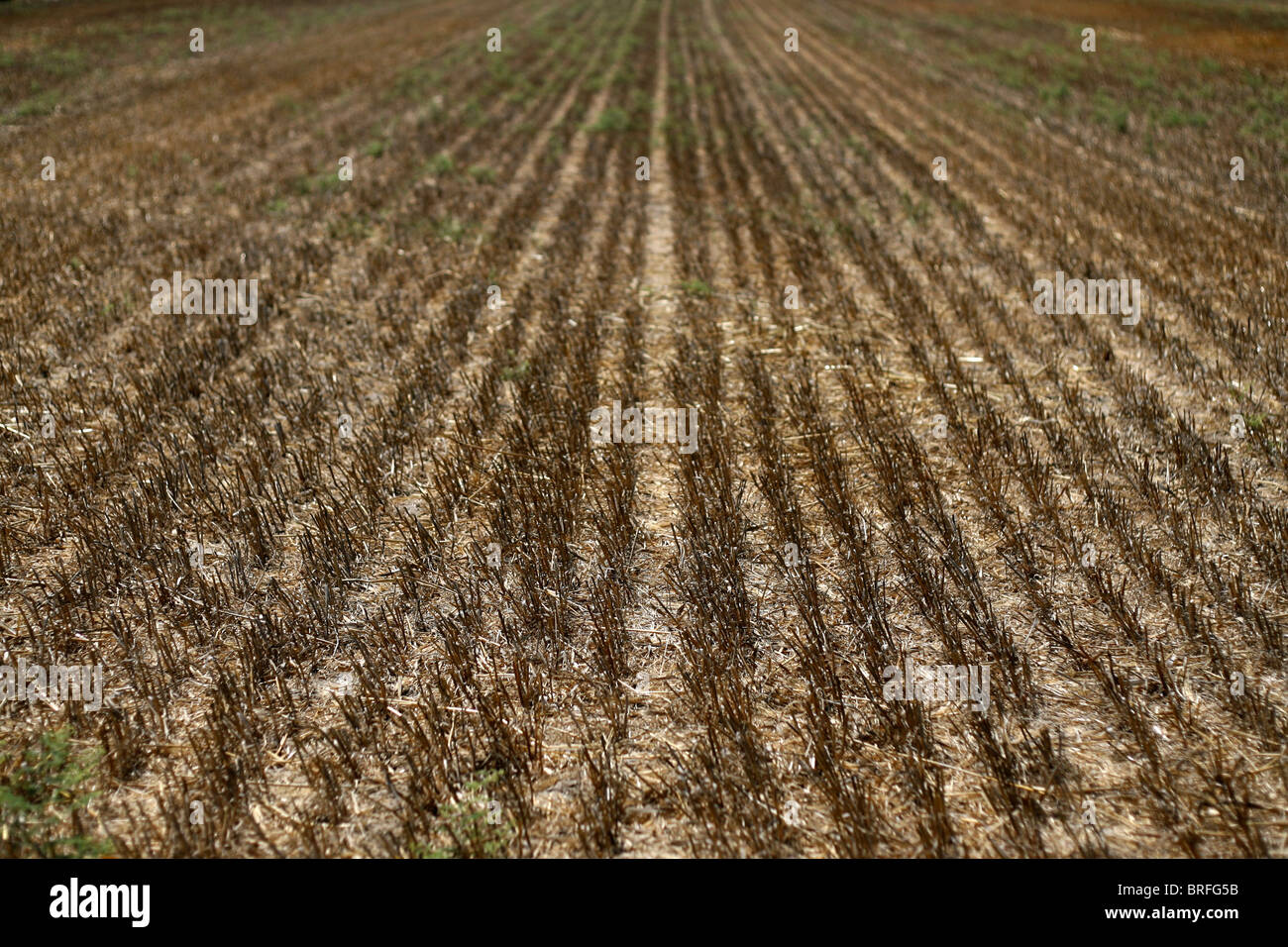 lines of cut grass in a farm field in Cyprus Stock Photo - Alamy