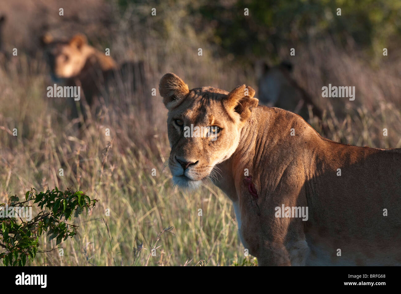 Lioness (Panthera leo), Loisaba Wilderness Conservancy, Laikipia, Kenya ...