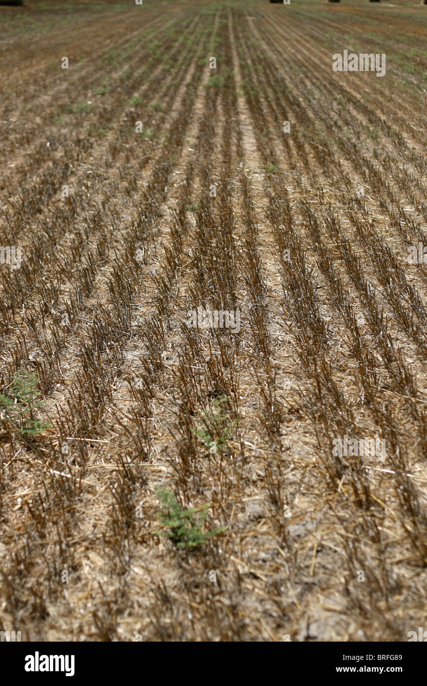 lines of cut grass in a farm field in Cyprus Stock Photo - Alamy