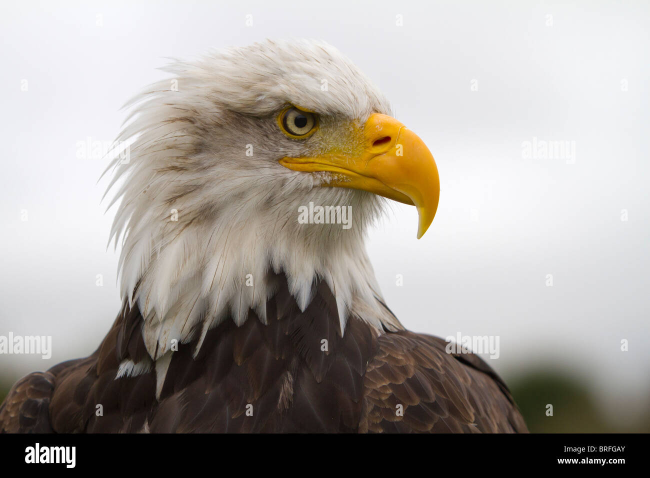 Angry american eagle hi-res stock photography and images - Alamy