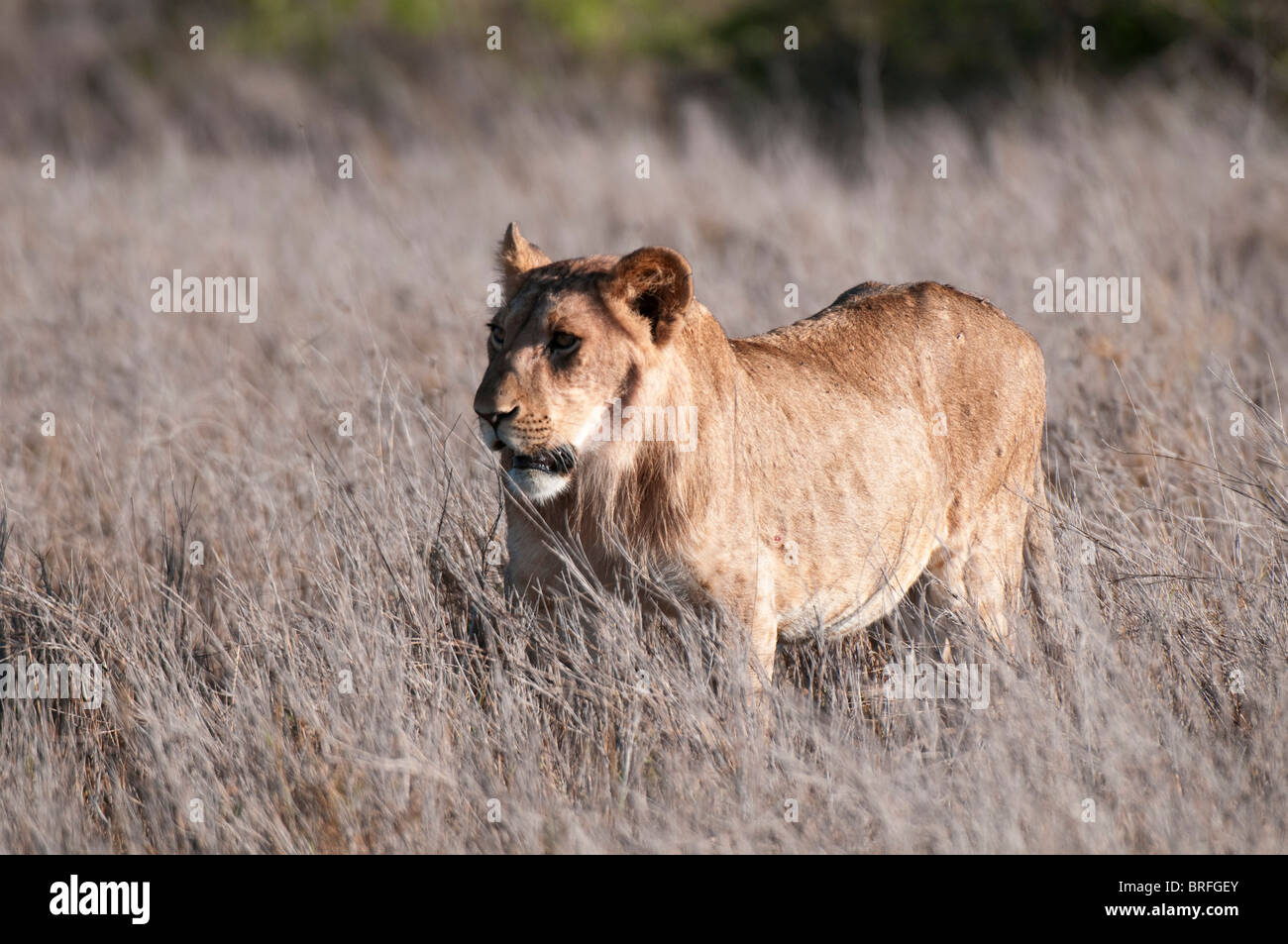 Young Lion (Panthera leo), Loisaba Wilderness Conservancy, Laikipia ...