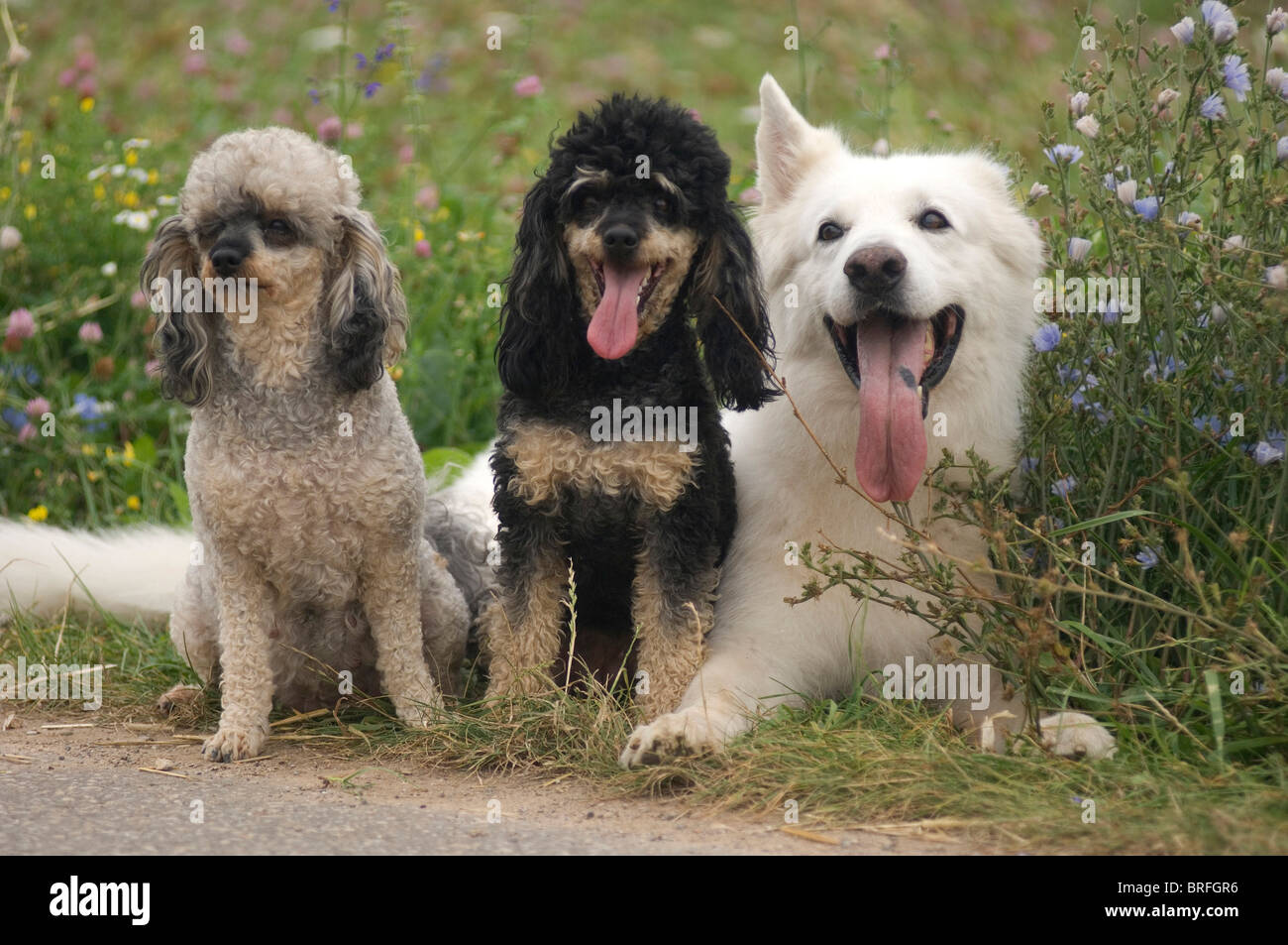 Miniature poodles hi-res stock photography and images - Alamy
