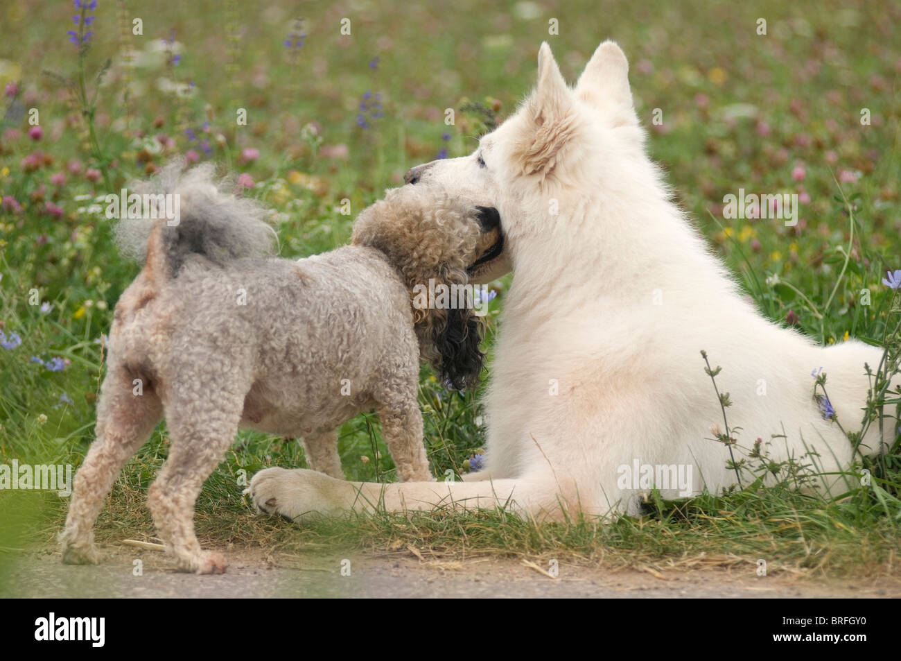 White Swiss Shepherd and Miniature Poodle Stock Photo - Alamy