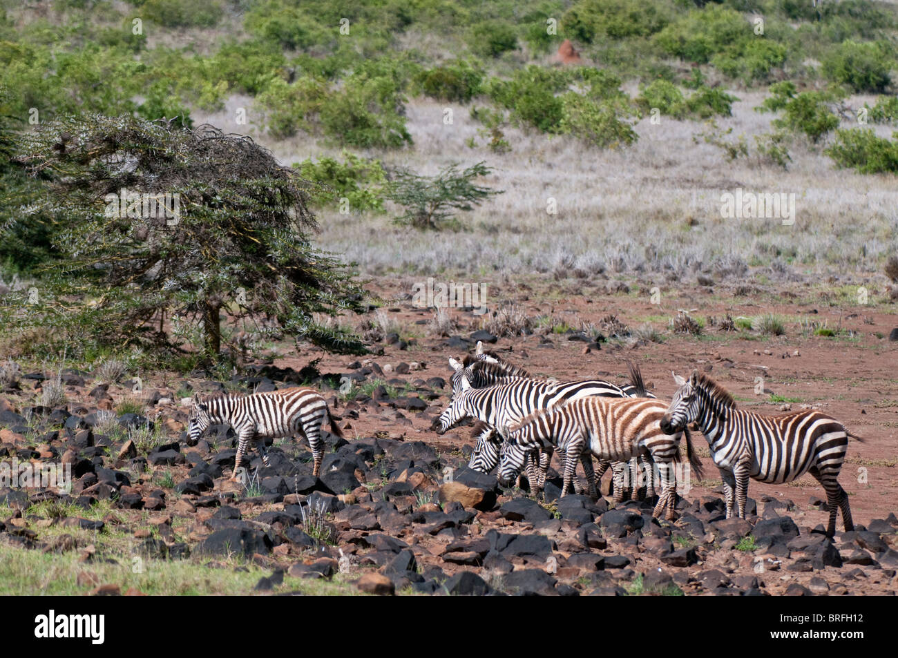 Common Zebra (Equus quagga), Loisaba Wilderness Conservancy, Laikipia ...