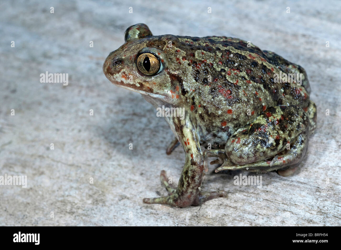 Garlic toad pelobates fuscus hi-res stock photography and images - Alamy