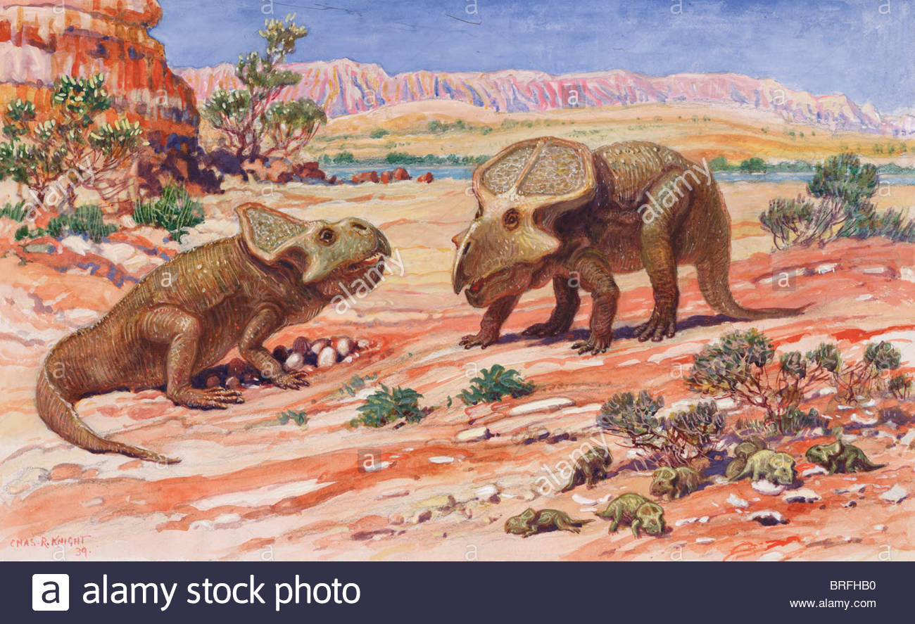 Protoceratops Dinosaurs Stock Photos & Protoceratops Dinosaurs Stock ...