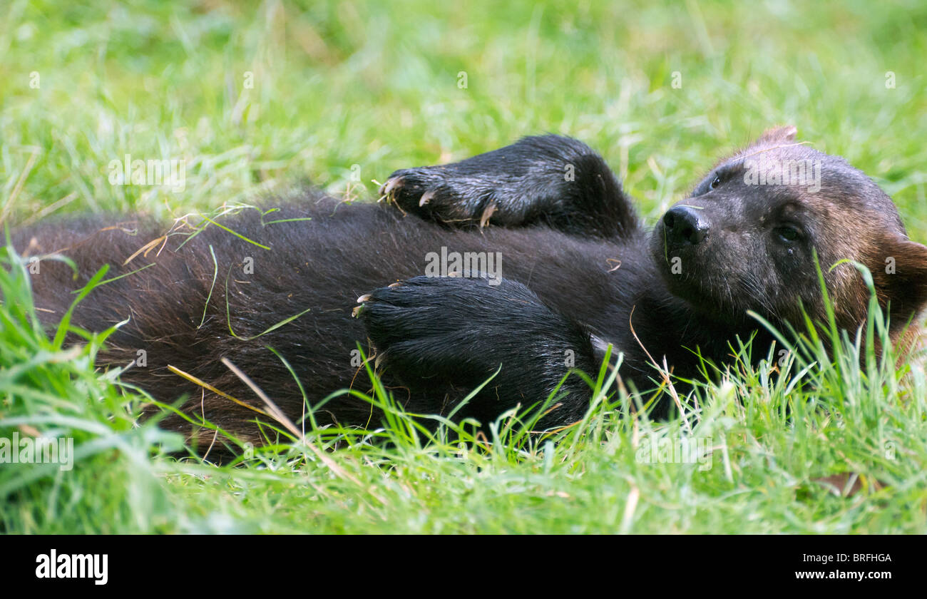 Wolverine lying on back Stock Photo - Alamy