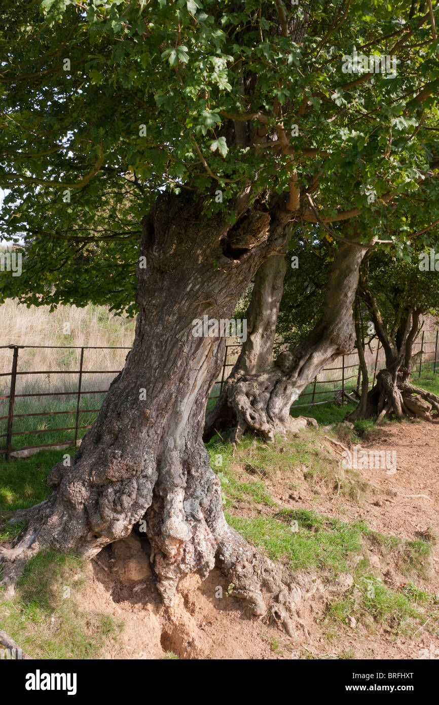 Field Maple Acer campestre (Aceraceae) Old Tree Stock Photo - Alamy