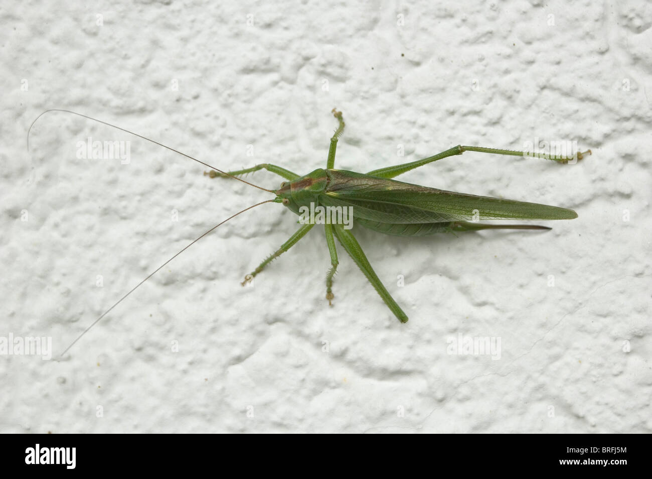green bush cricket Stock Photo - Alamy