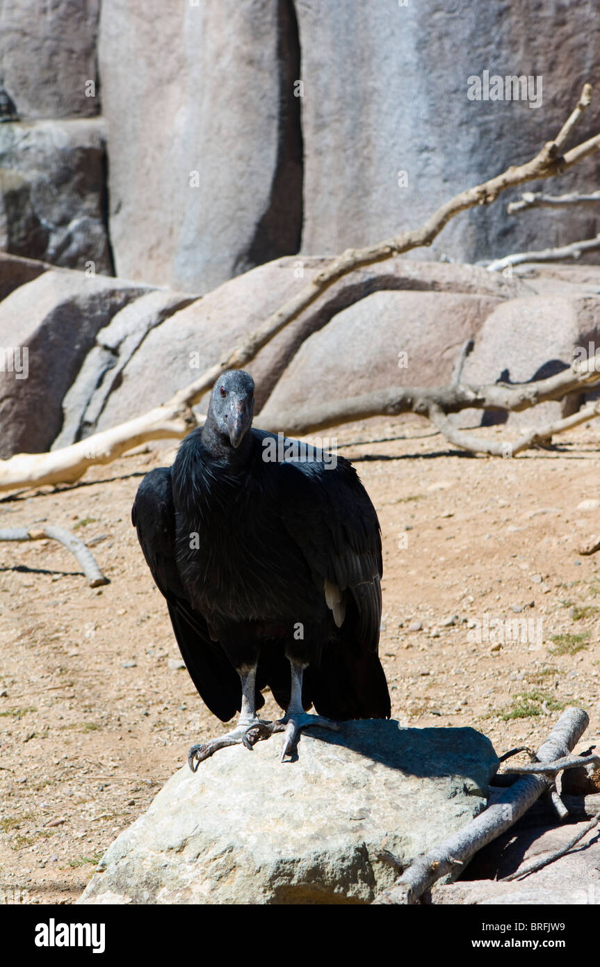 Eagle Juvenile Condor Stock Photo - Alamy
