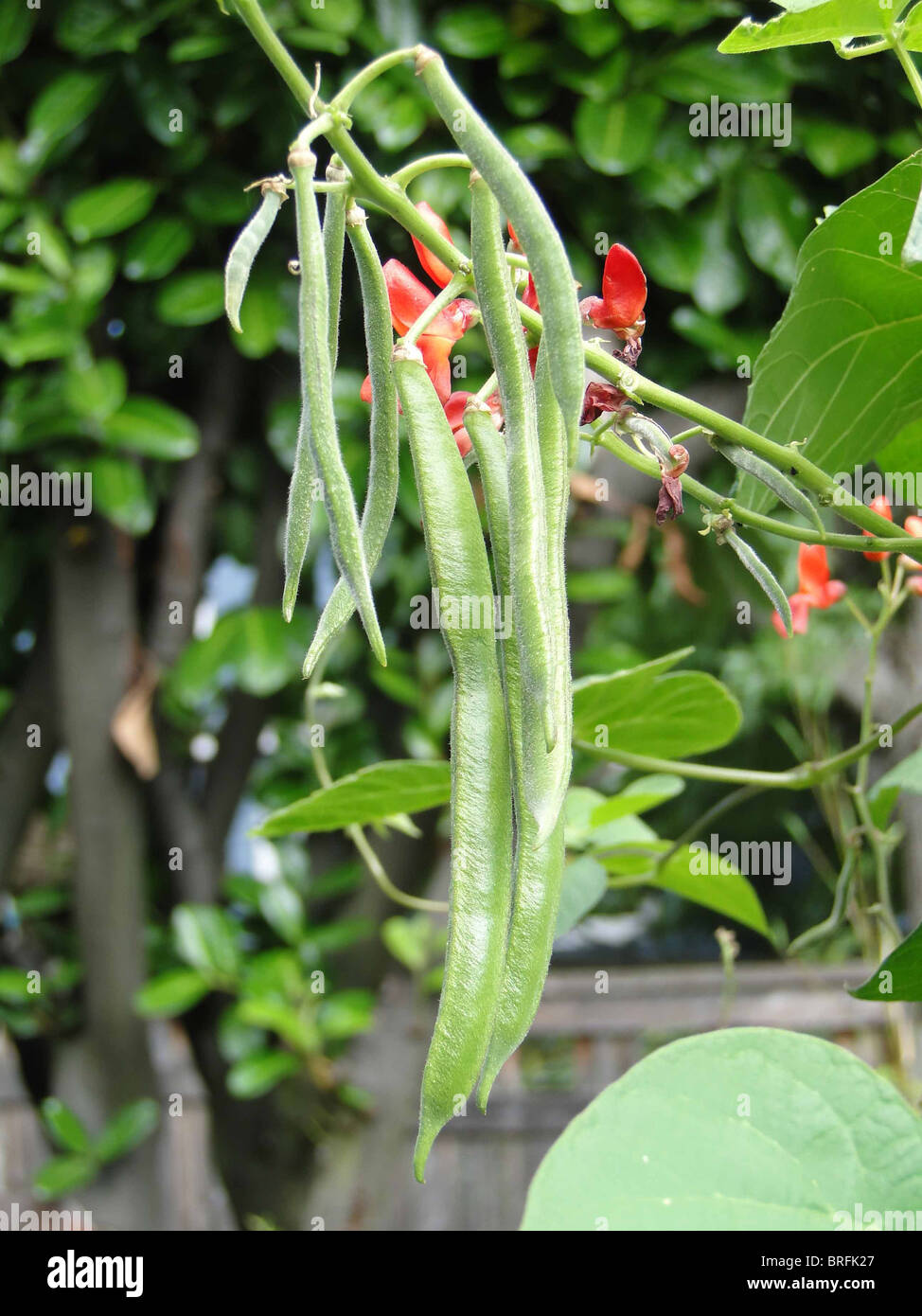 Scarlet runner beans on their vines, In Seattle garden Stock Photo - Alamy