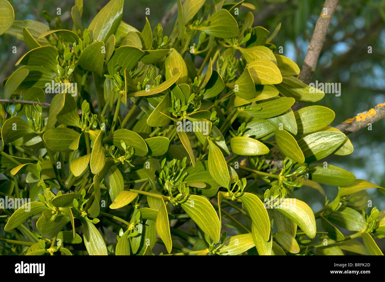 European Mistletoe (Viscum album) in a tree Stock Photo - Alamy