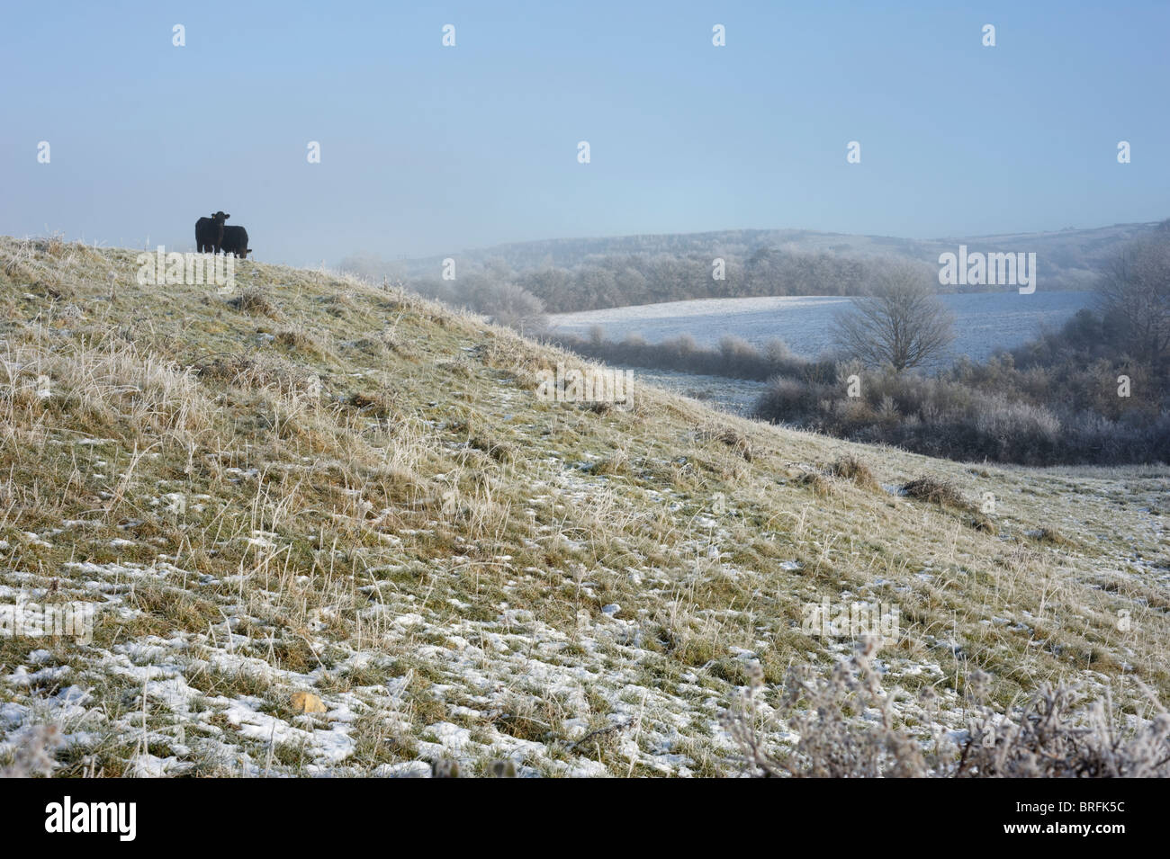 Snow cattle hi-res stock photography and images - Alamy