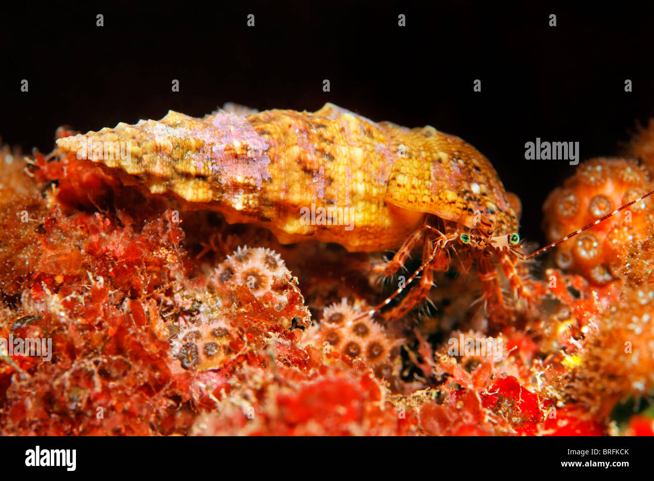 Hermit crab hi-res stock photography and images - Alamy